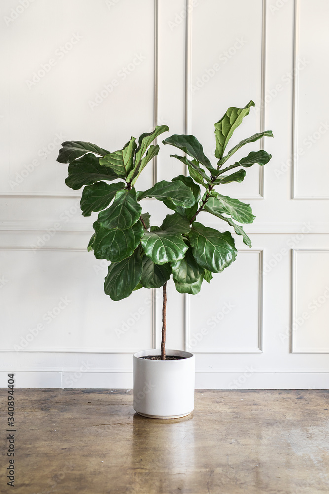 Fiddle leaf fig tree Stock Photo | Adobe Stock