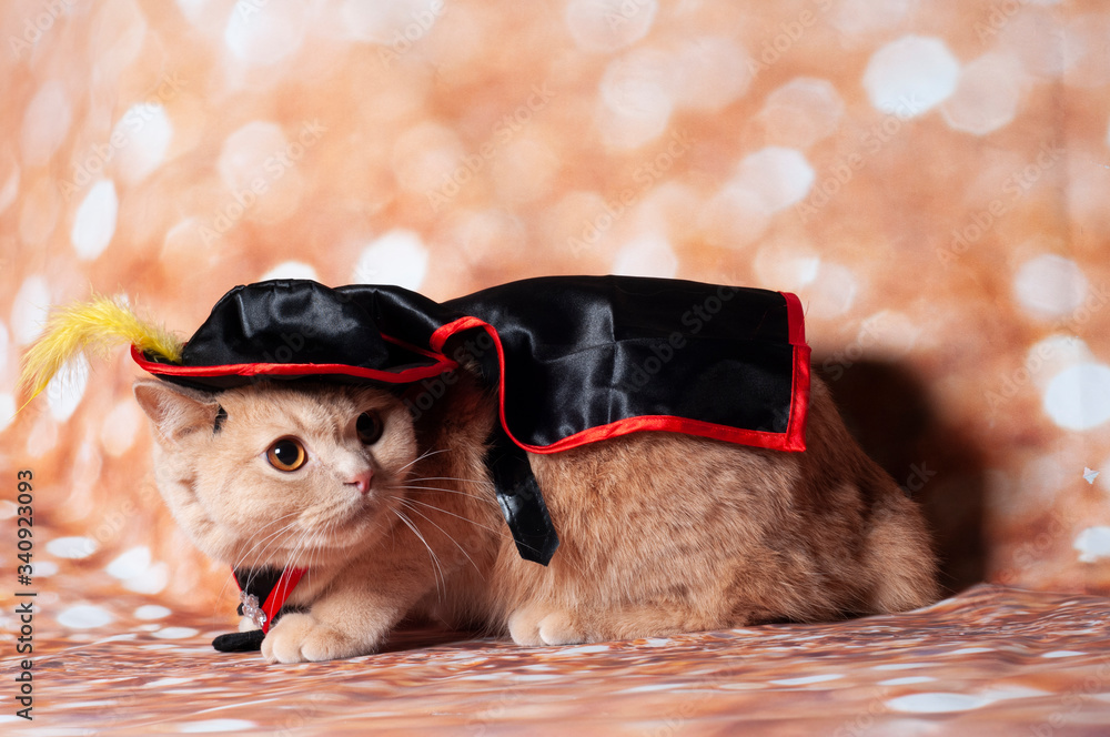 zorro cat in the gold background Stock Photo | Adobe Stock