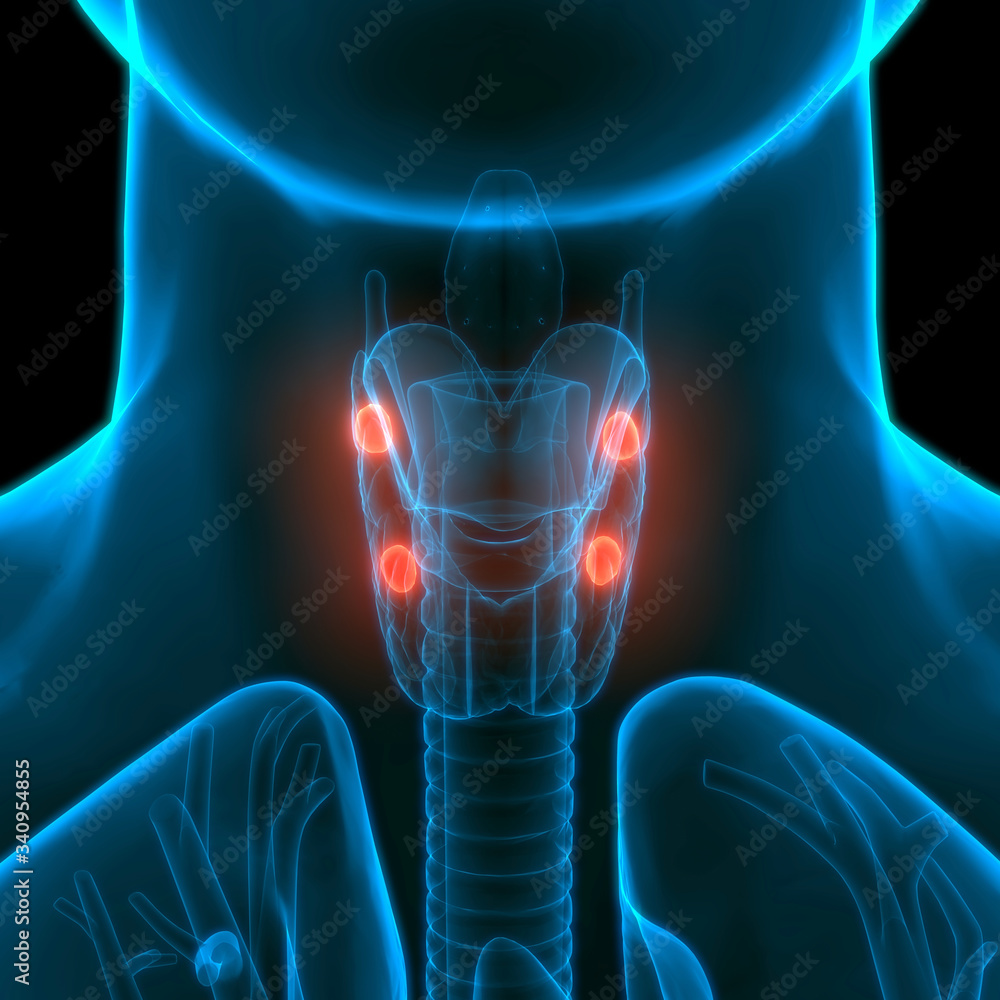 Human Glands Parathyroid Glands Anatomy Stock Illustration | Adobe Stock