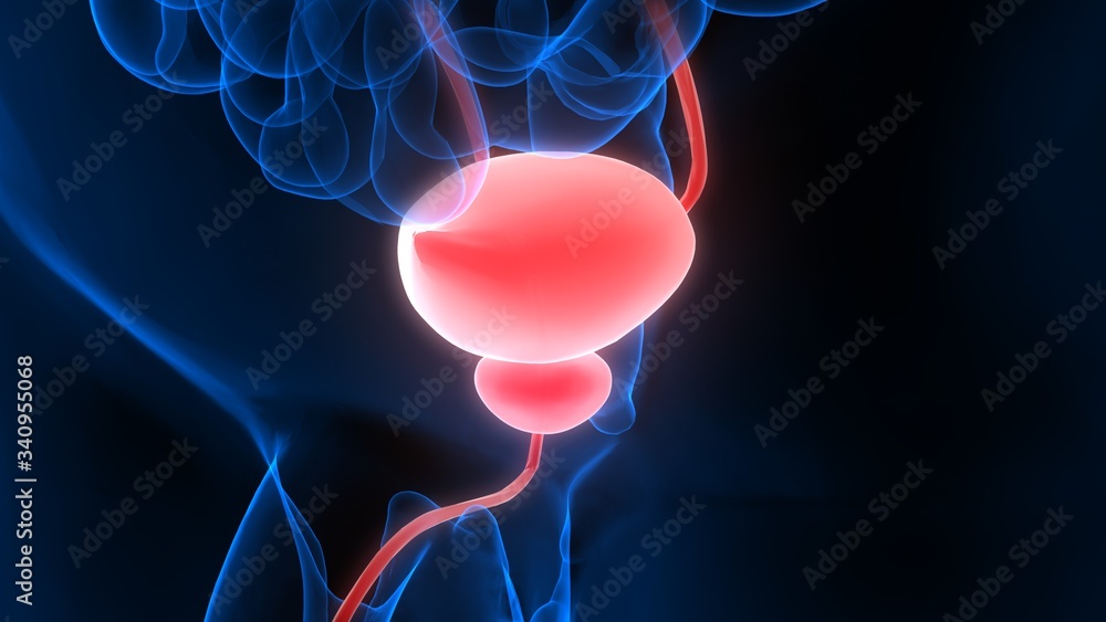 Human Urinary System Bladder Anatomy Stock Illustration | Adobe Stock