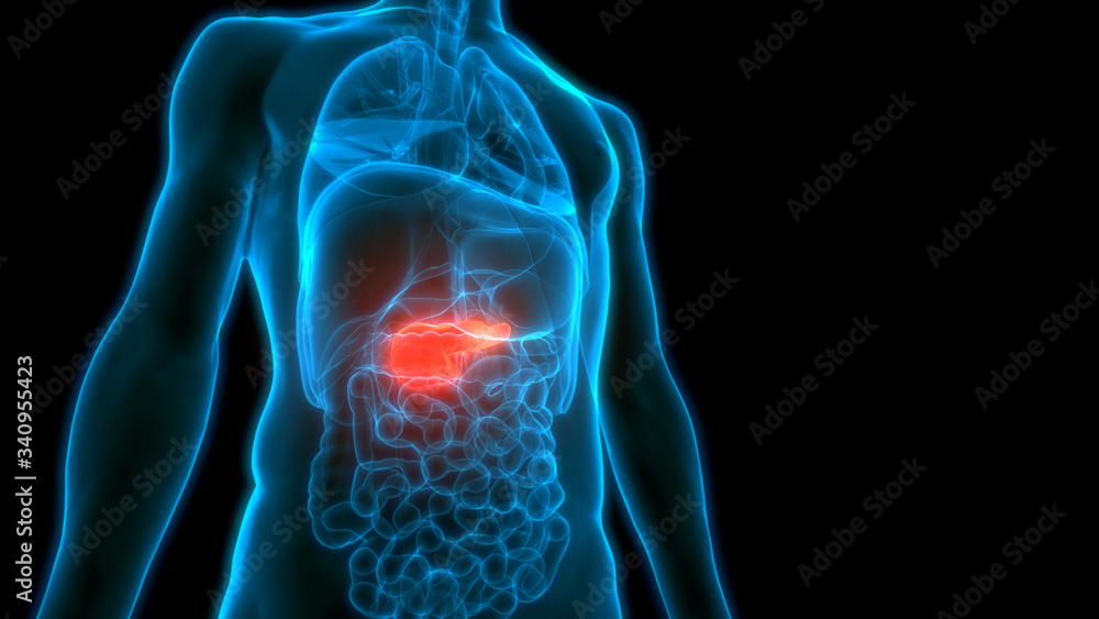 Human Internal Organ Pancreas Anatomy Stock Illustration | Adobe Stock