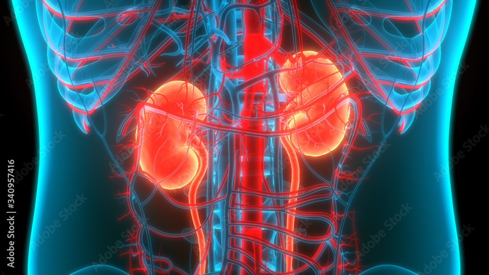 Human Urinary System Kidneys Anatomy Stock Illustration | Adobe Stock