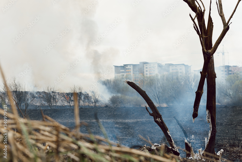 Burning reeds. Nature fire landscape. Devastation of wildlife, human ...
