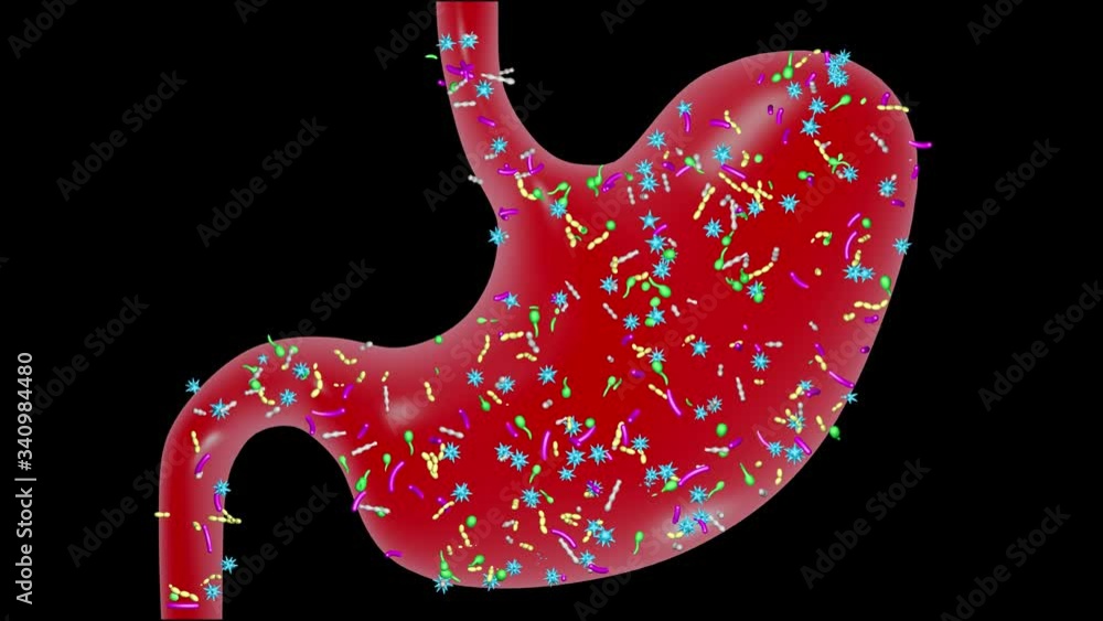 Microbiome bacteria, viruses, microbes , germs in Human Stomach ...