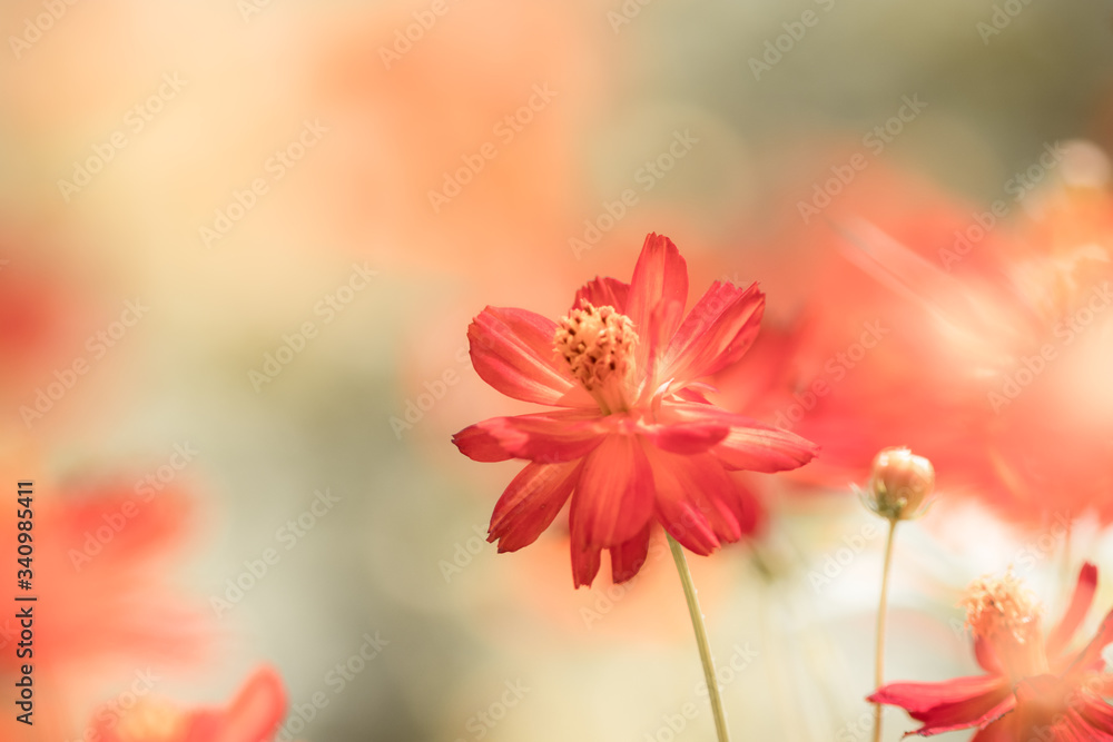 Nature of flower in garden using as cover page background natural flora ...