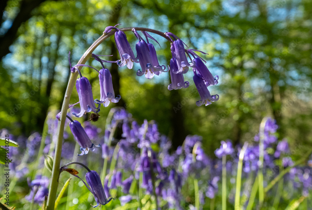 Foto de Close up of wild bluebells in abundance in spring, photographed ...