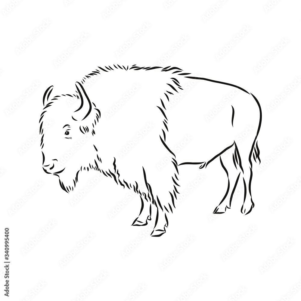 Bison Illustration