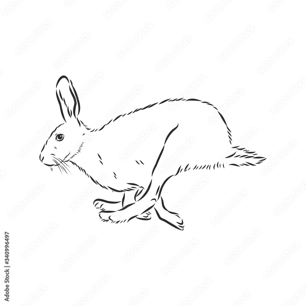 hare, doodle style sketch illustration hand drawn vector, hare vector ...