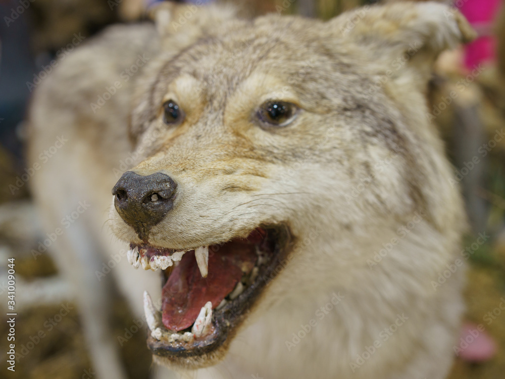 Photography of taxidermy stuffed wolf's muzzle with bared mouth and ...