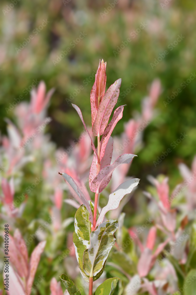 Flamingo Willow Hakuro Nishiki Stock Photo | Adobe Stock