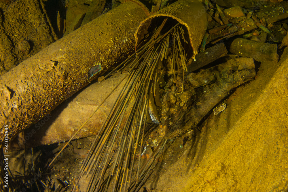 unused cordite spilling out of a shell in the cargo hold of a sunken ...