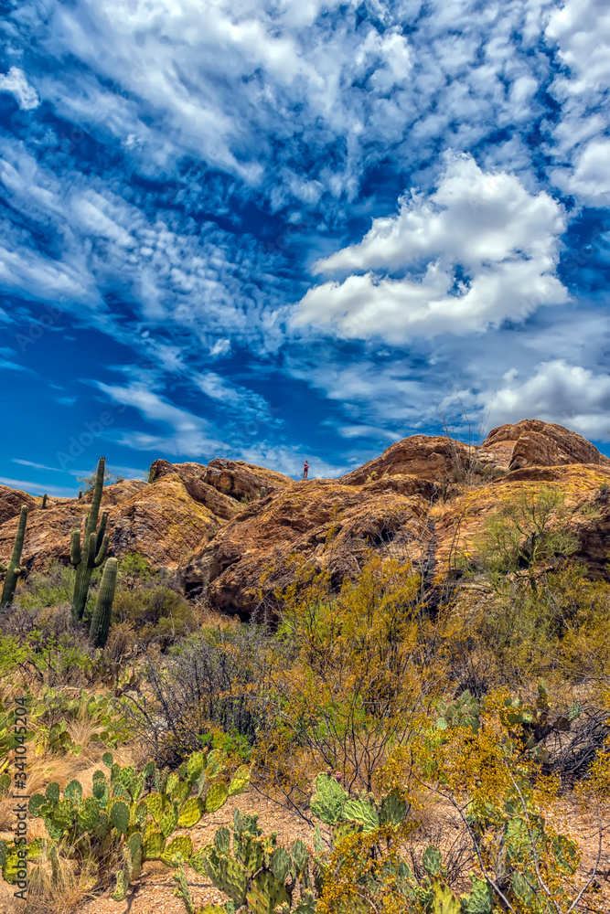 Sonoran Desert landscape with tall cactus, barrel cacti, rocky ...