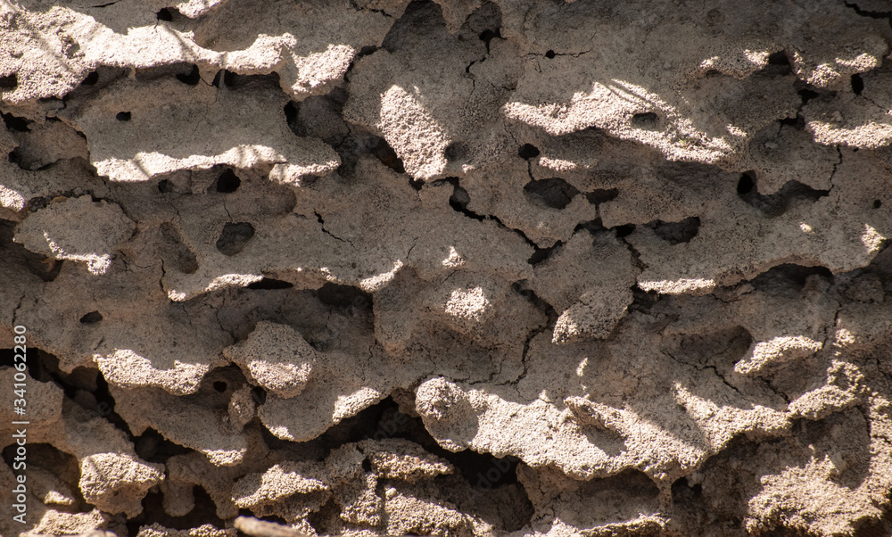 AntHill in the ground. Internal structure of the anthill. Texture ...
