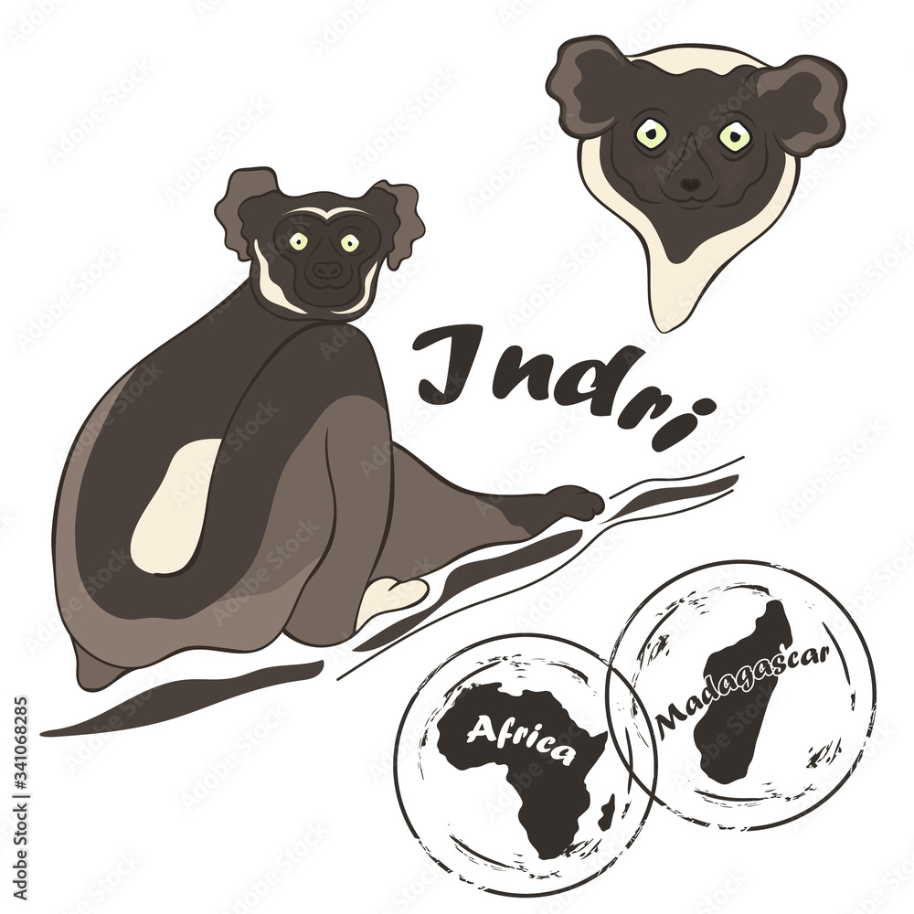 Indri lemur vector image isolated on white background. Unique fauna of ...