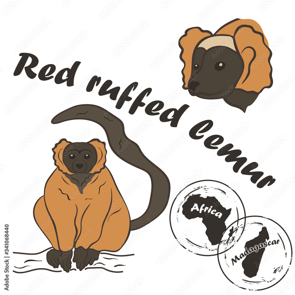 Red ruffed lemur vector image isolated on white background. Ruffed ...