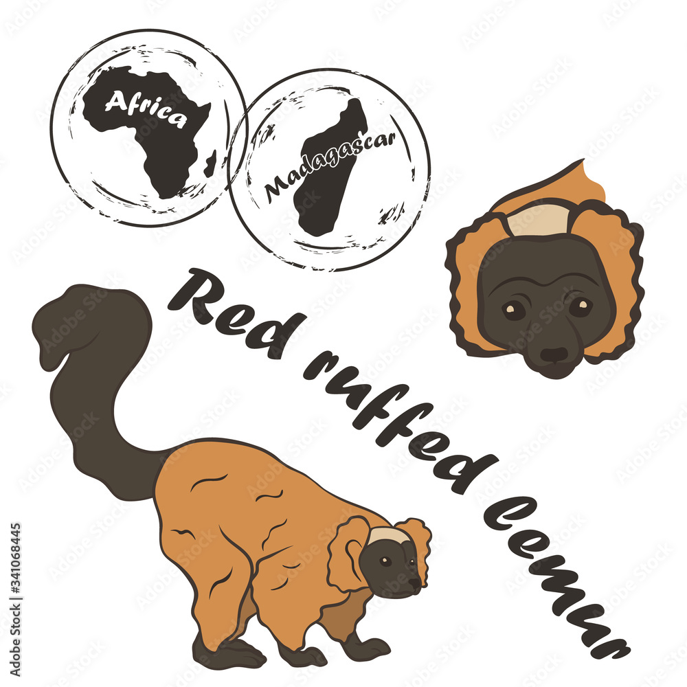 Red ruffed lemur vector image isolated on white background. Ruffed ...