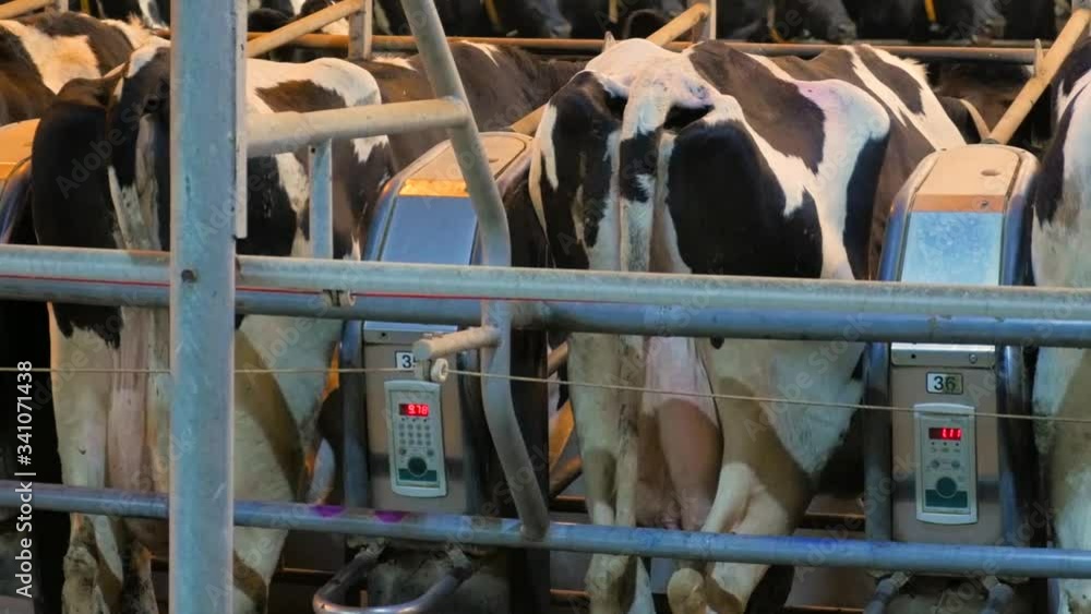 Dairy cows on milking machine. Automated equipment for milking cows ...