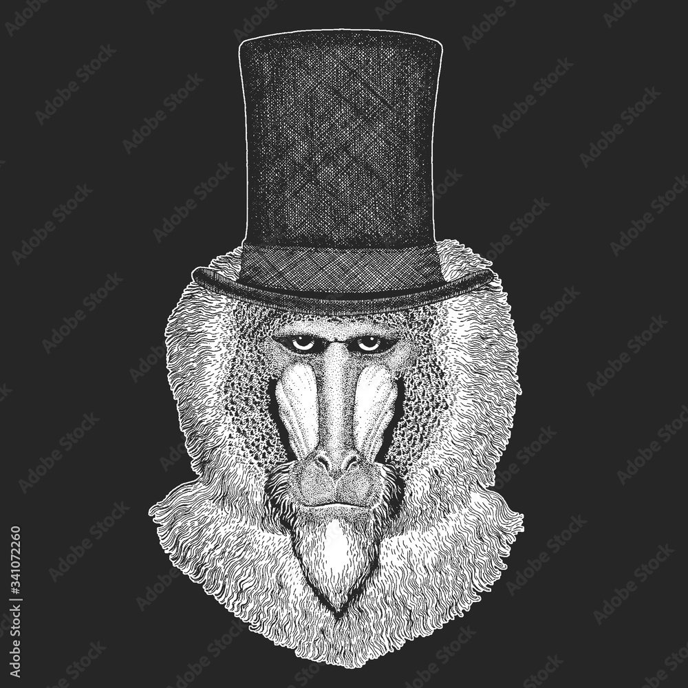Baboon, monkey, ape. Top hat, cylinder. Head, portrait of animal. Stock ...