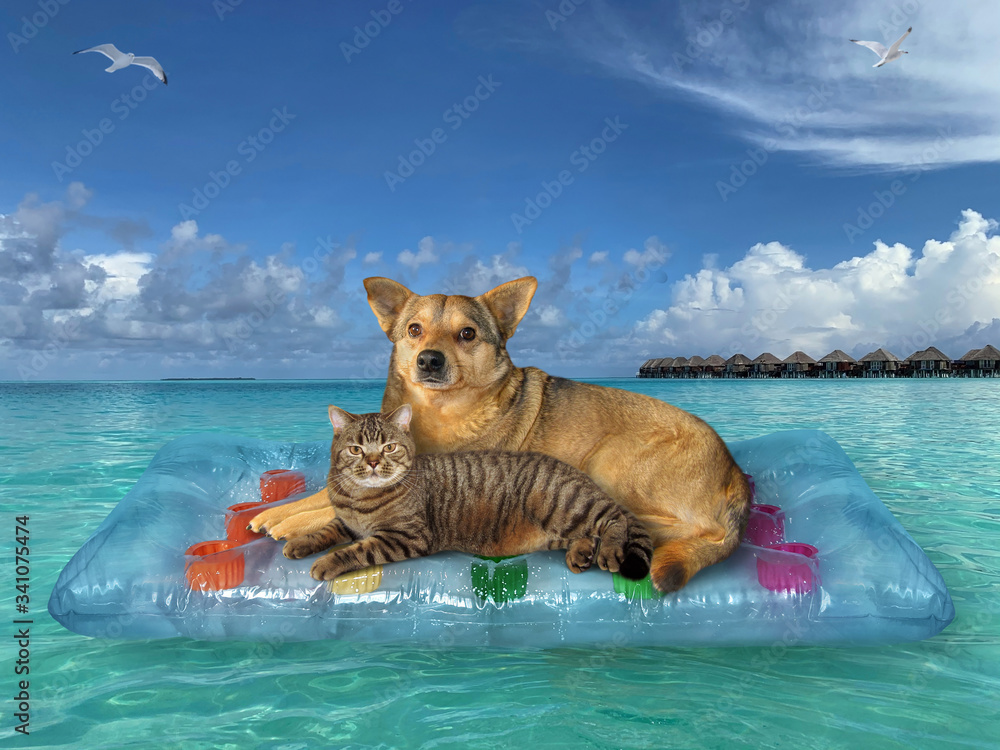 The beige dog with the cat are relaxing on a blue air bed in the sea in ...
