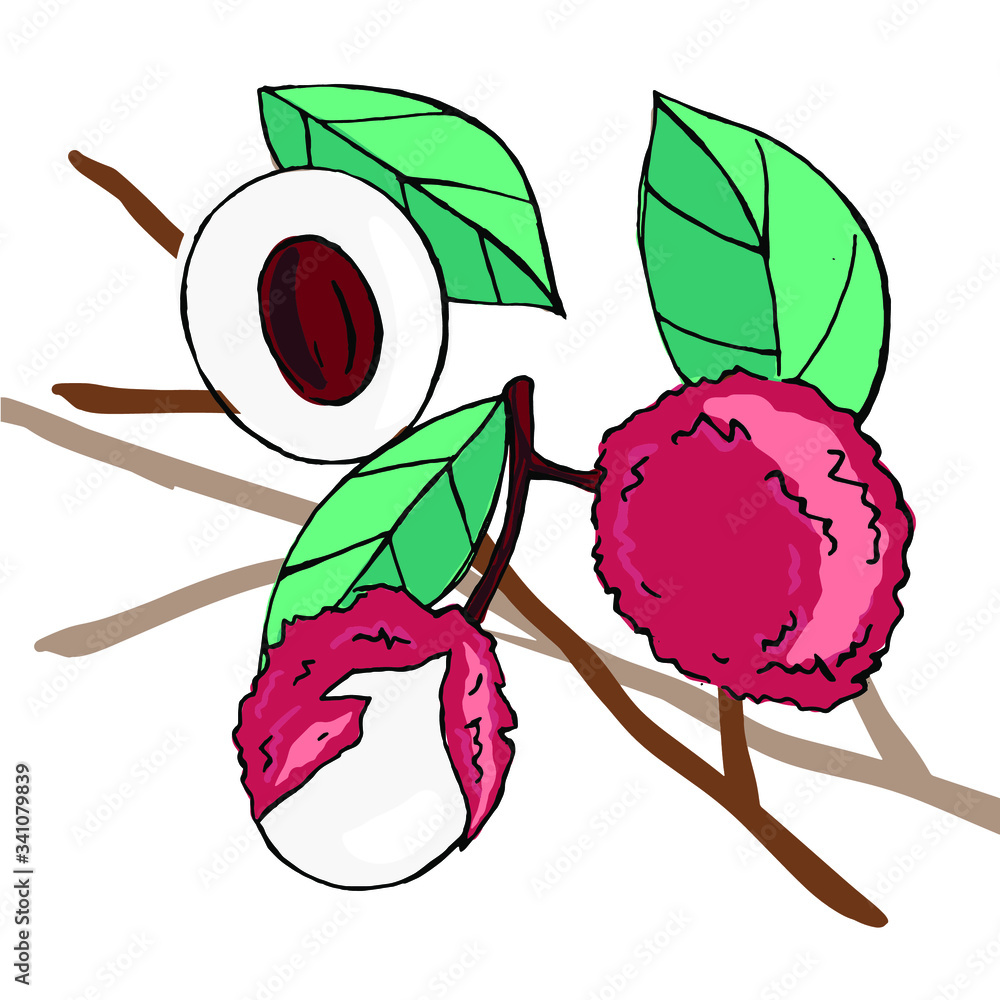 Lychee fruit. Tropical fruits illustration. lichee isolated on white ...