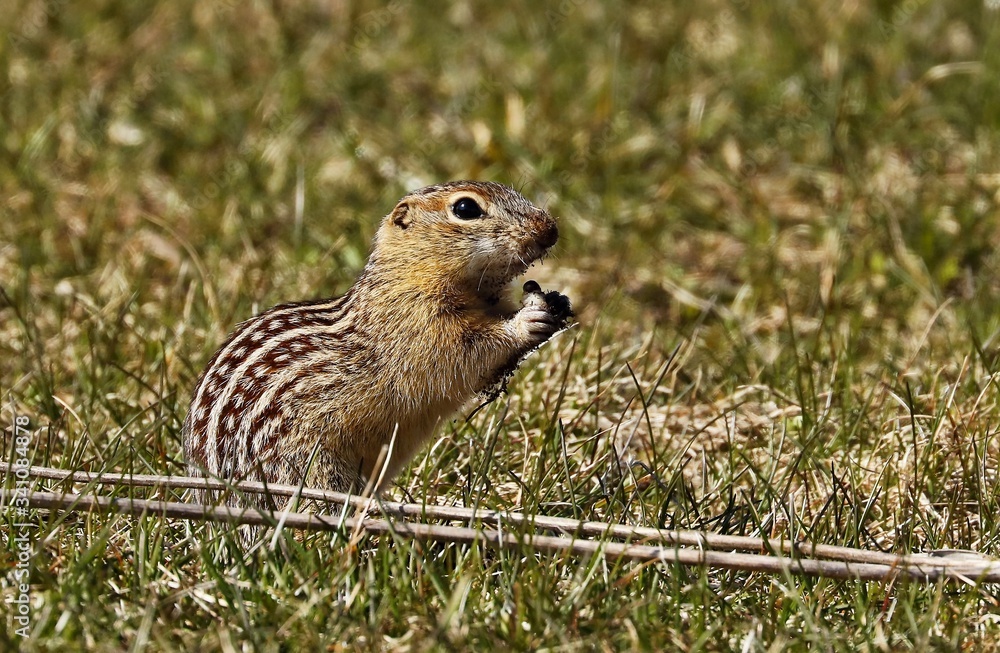 The thirteen-lined ground squirrel, also known as the striped gopher ...