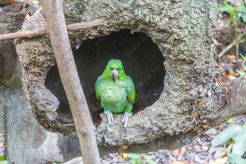 ave, cotorra, verde, animal, pico, naturaleza, emplumar, variopinto ...