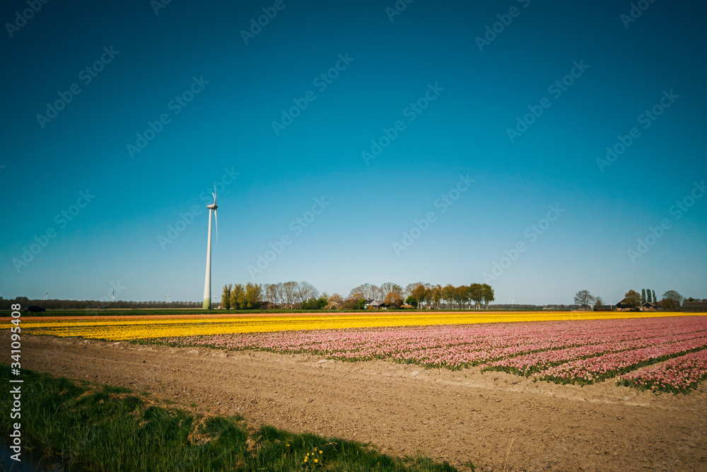 Beautiful scenery of the Tulip flower fields in the Netherlands, Europe ...