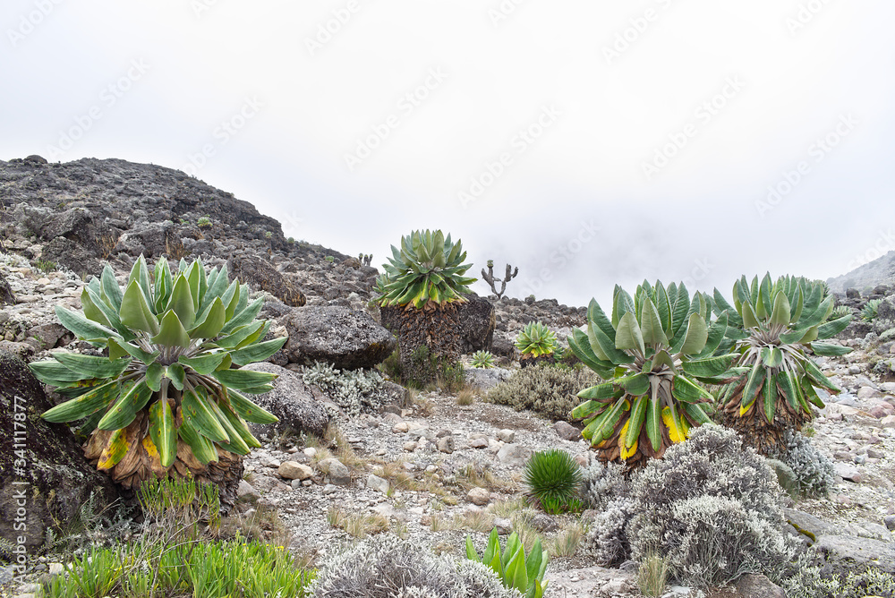 Giant Groundsel (Dendrosenecio kilimanjari) trees growing in the Alpine ...