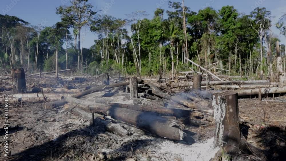 Vidéo Stock Amazon rainforest fire deforestation in Acre, Brazil. Trees ...