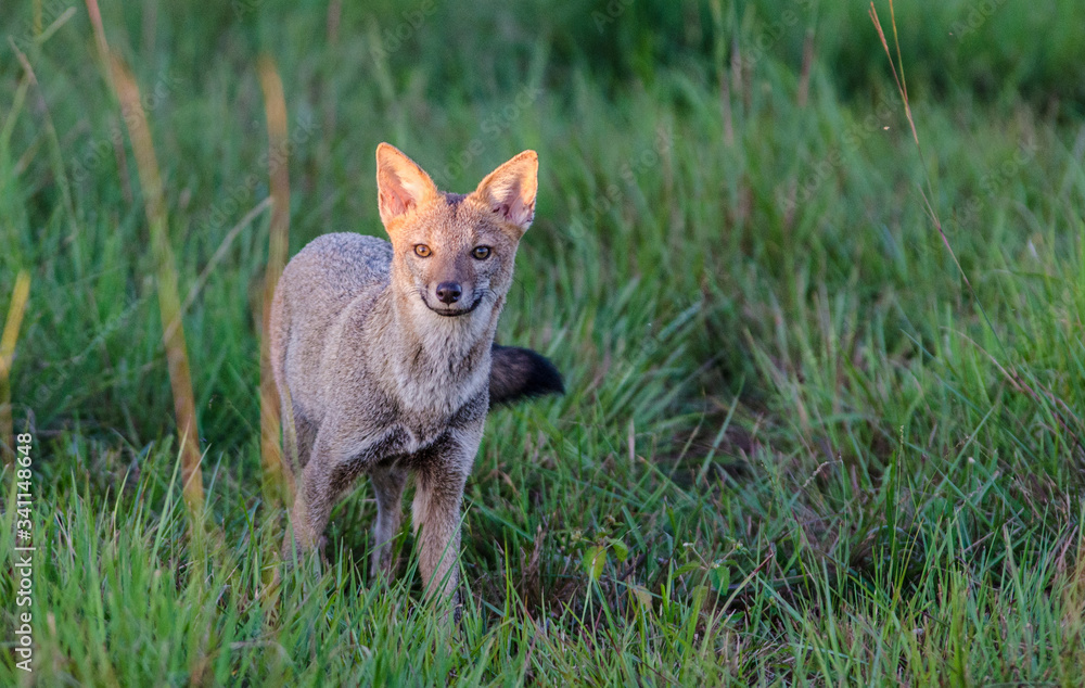 zorra, animal, fauna, rojo, mamífero, inhospitalario, naturaleza ...