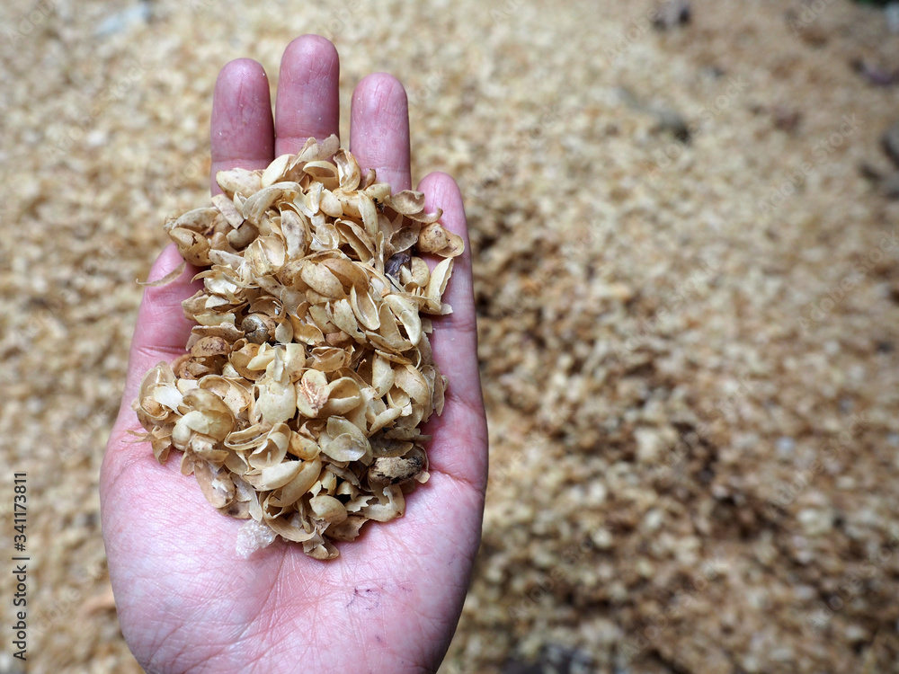 Parchment of coffee beans from Hulling on hand Stock Photo | Adobe Stock