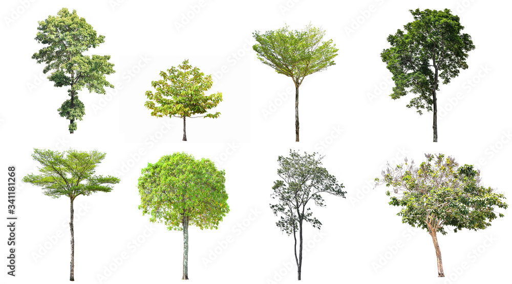 Isolated Trees on white background, Separable large tree set. Stock ...