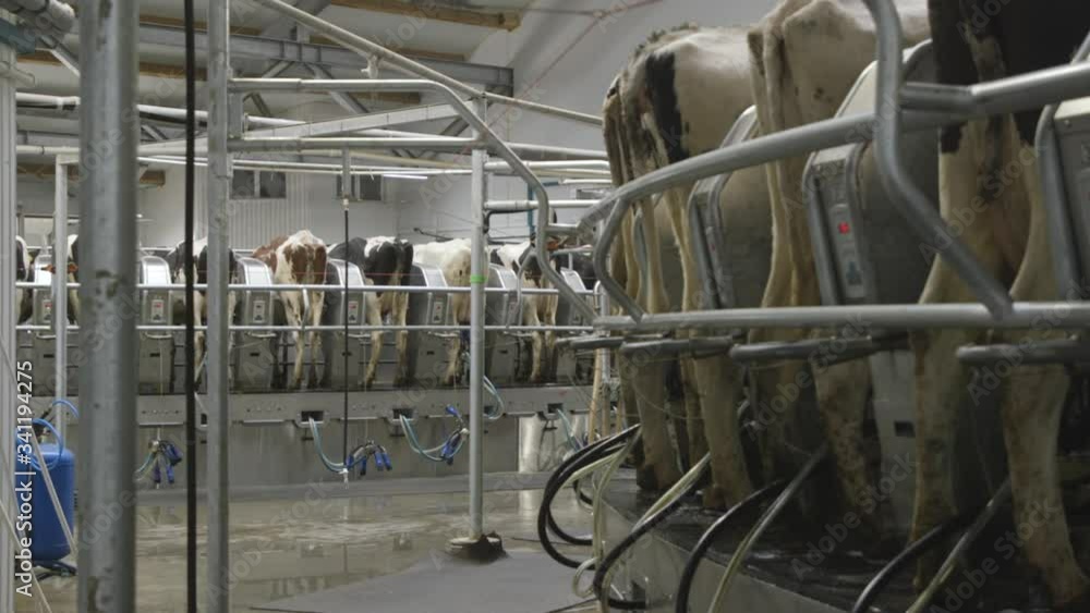 Process Milking Cows. Dairy Cows on Milking Machine. Automated ...