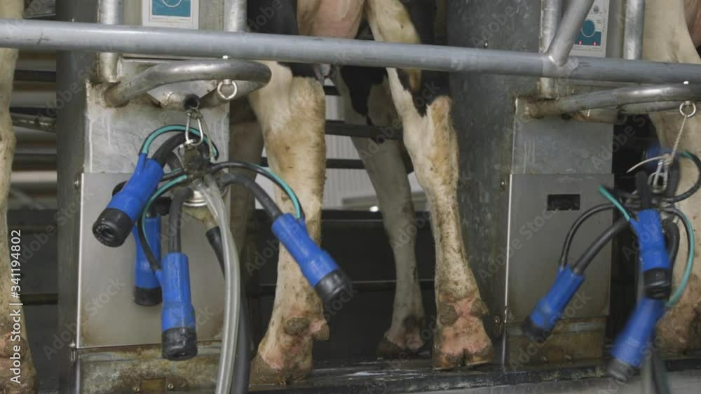 Process Milking Cows. Dairy Cows on Milking Machine. Automated ...