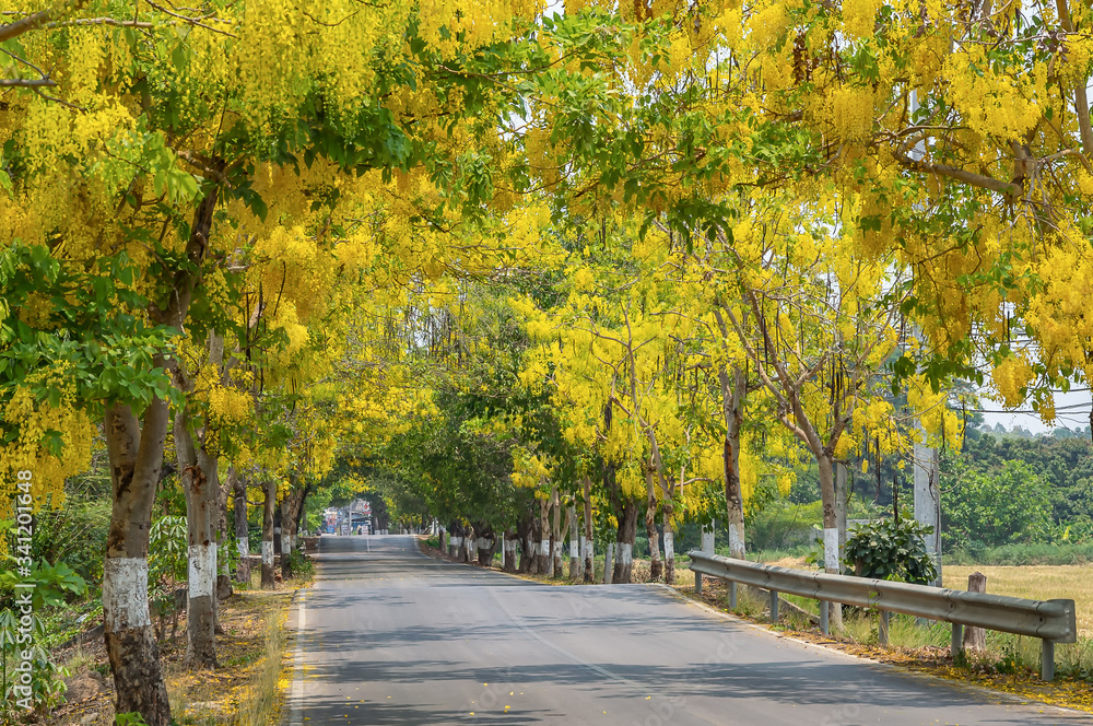 Golden shower trees (Cassia fistula) blooming between the streets of rural Thailand.. Stock ...