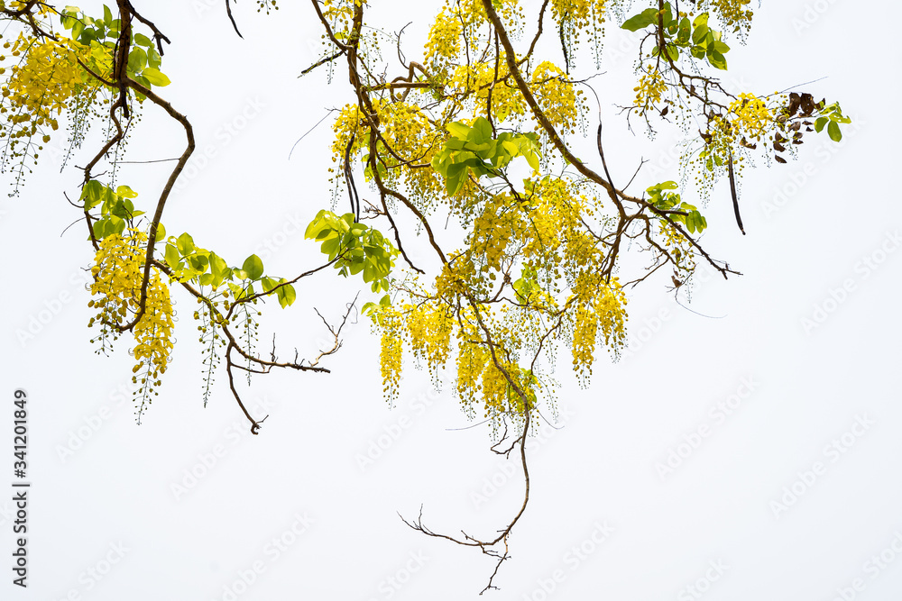Beautiful yellow flowers , Golden shower trees (Cassia fistula) on isolate white background ...