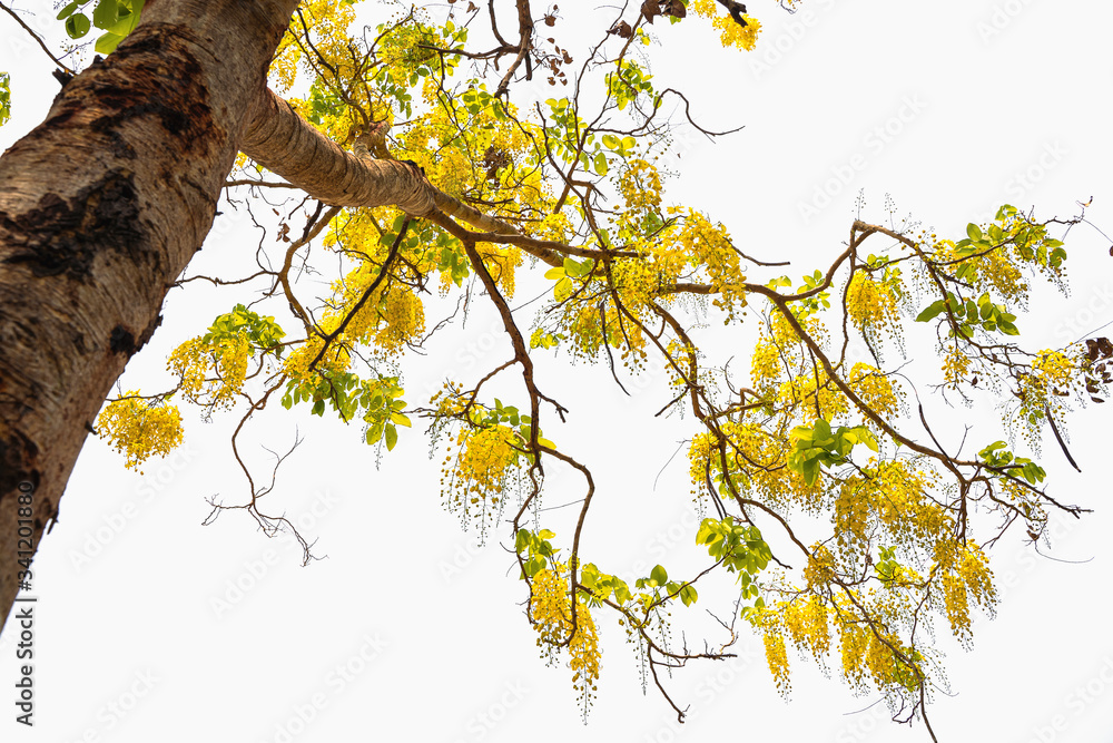 Beautiful yellow flowers , Golden shower trees (Cassia fistula) on ...