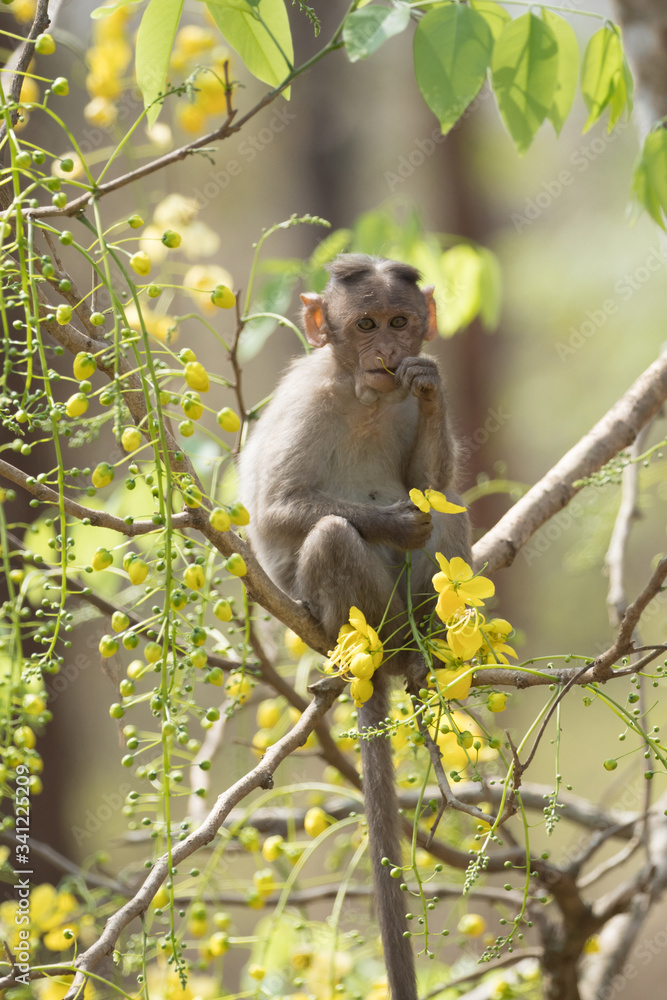 Monkey sitting in the branch of Cassia fistula eating the flowers of ...