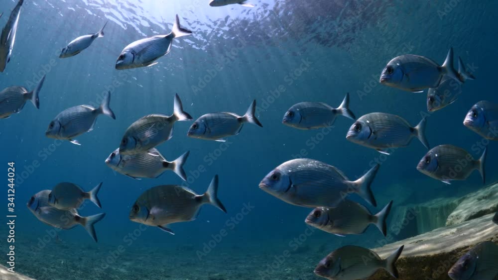 relaxing fish school scenery underwater sun rays and beams slow ocean ...