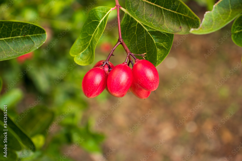 karonda fruit with green leaves on a branch Stock Photo | Adobe Stock