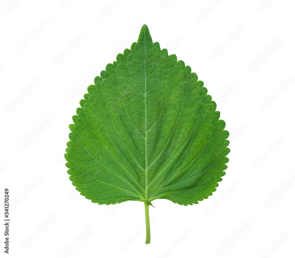 Sesame Leaf Isolated on White Background,Korean Green Shiso Perilla ...