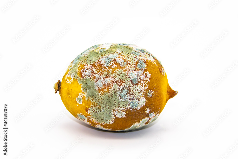 Spoiled lemon on a white background. The lemon is moldy and has begun ...
