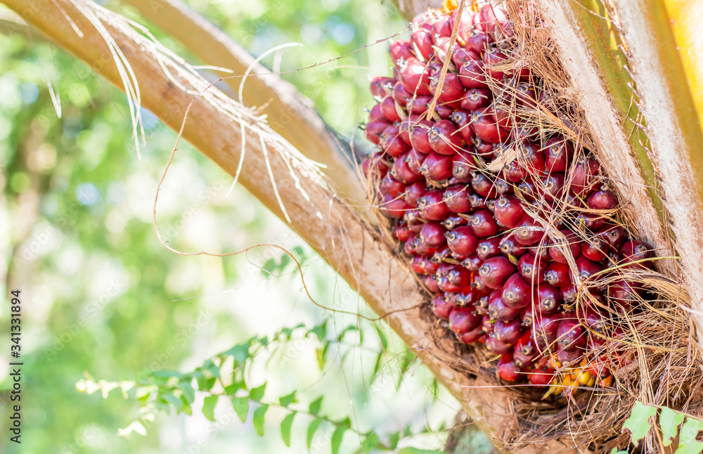 Palm oil tree plantations, Thailand Stock Photo | Adobe Stock