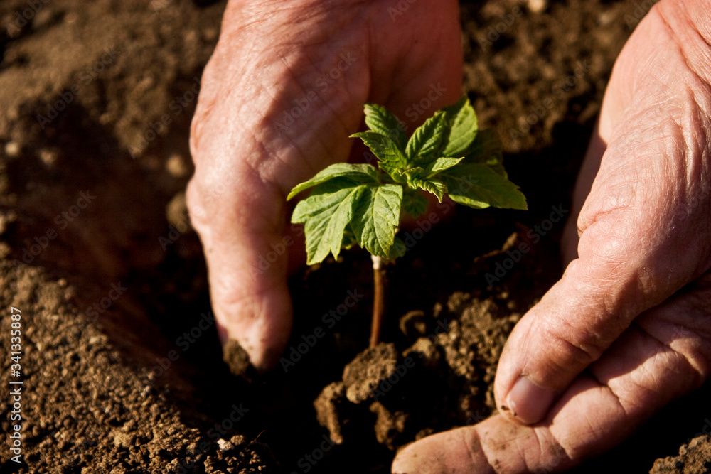 Hands of an old grandmother plant a young seedling of a tree. Tree ...