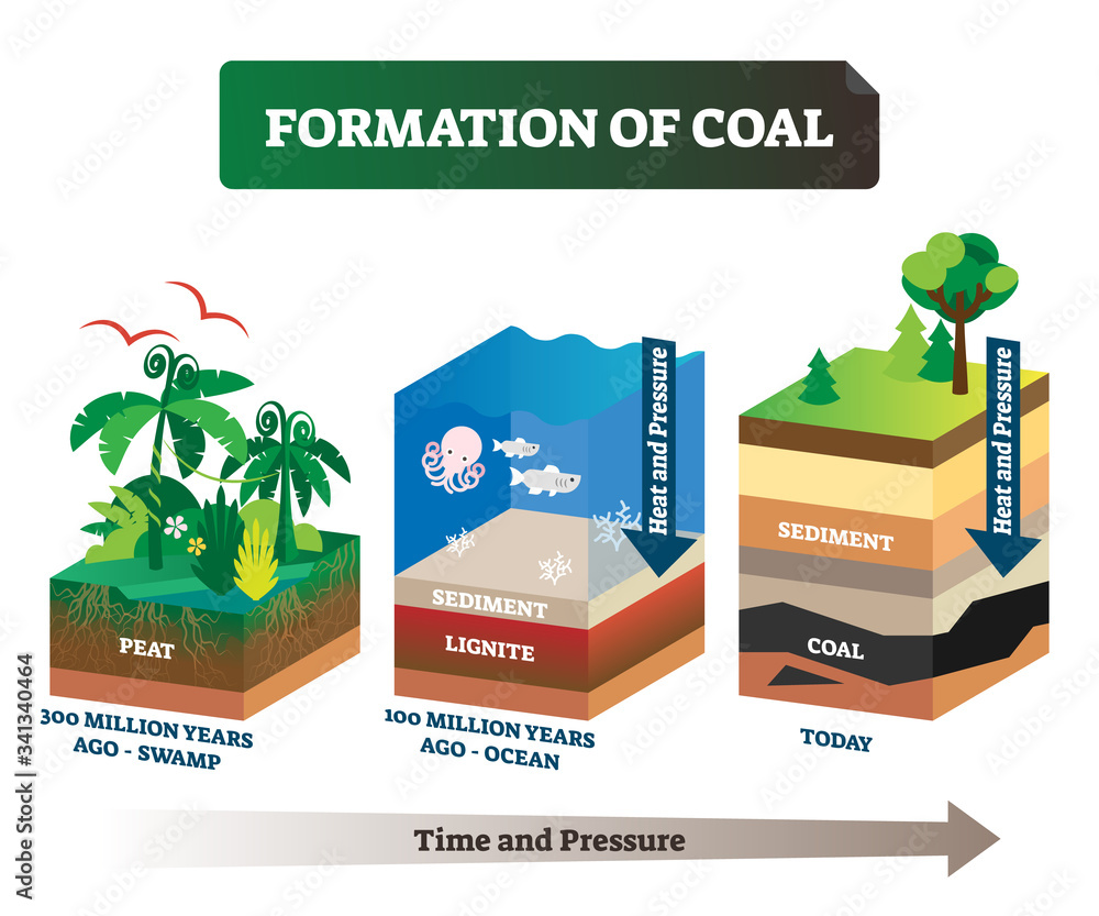 Formation of coal vector illustration. Labeled educational rock birth ...