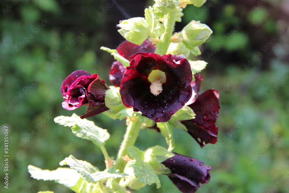Beautiful floral landscape. Natural macro background. Beautiful pink ...