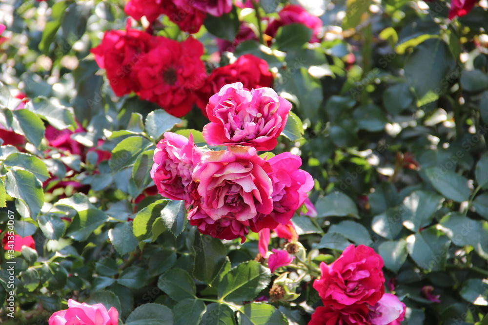 Beautiful tender roses flowers in the garden. Natural floral background ...