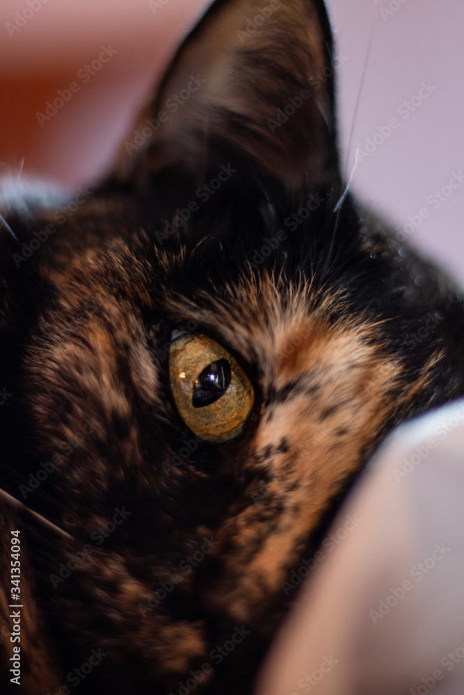 gato de color atigrado negro y amarillo mirando a la cámara y tumbado ...