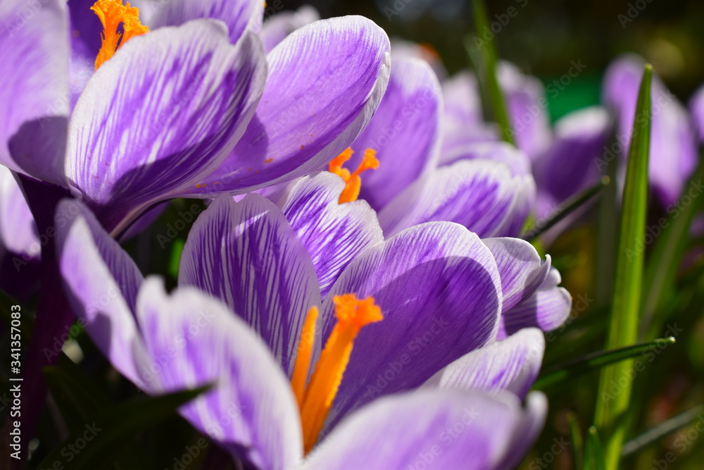 Fioletowe krokusy rosnące w ogrodzie wiosną na rabatce Stock Photo ...