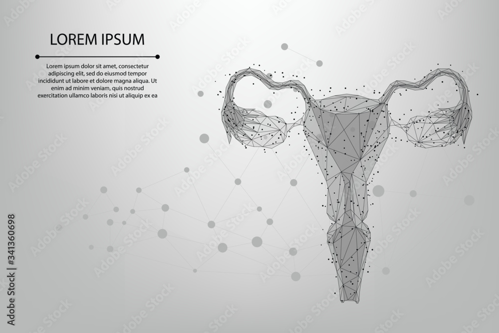 Abstract mesh line and point Ovaries. Low poly female reproductive ...